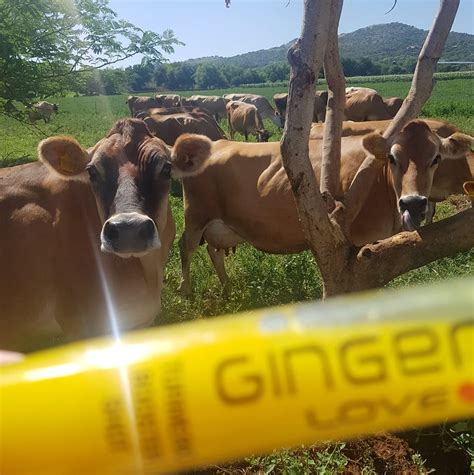 Ginger Love Brits And Ginger Love Brits And Mooinooi