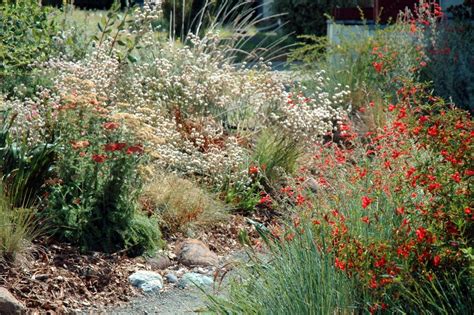 Naked Buckwheat Eriogonum Nudum Landscape San Francisco By Pete