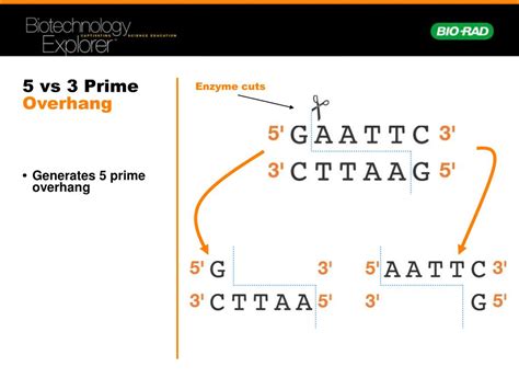 Palindrome Dna Sequence Sequences Of Retroviral Ltr Ltr Junctions And