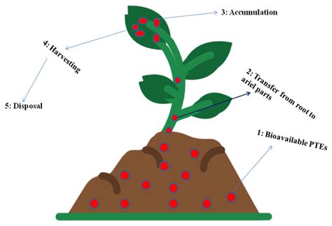 Phytoremediation Of Potentially Toxic Elements Role Status And Concerns