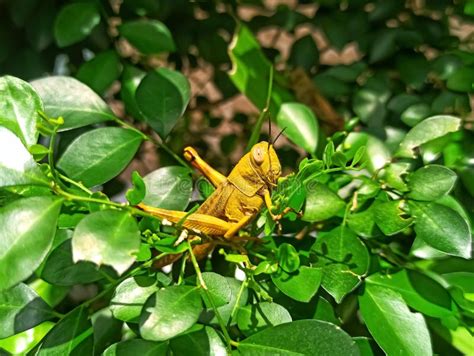 Nature S Master Of Disguise Brown Grasshopper Camouflaged Among Lush