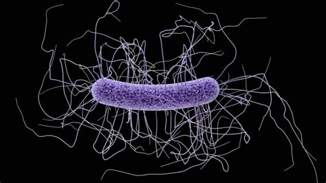 Fecal Transplants Move Into The Mainstream To Treat Difficult Infection