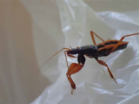 Ground Assassin Bug Insects And Organic Gardening