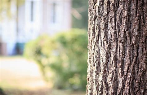 The Purpose Of Tree Bark Five Star Tree Services