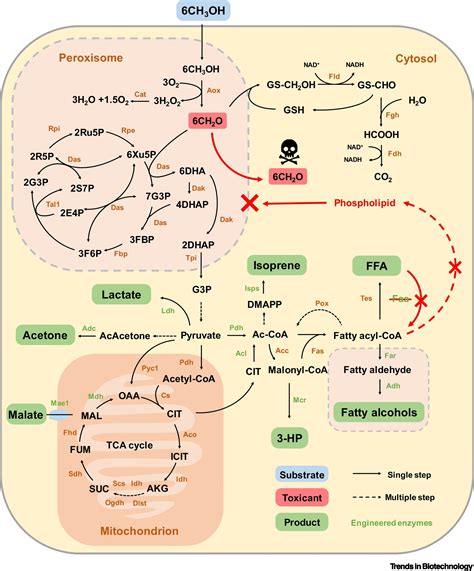 Ogataea Polymorpha As A Next Generation Chassis For Industrial