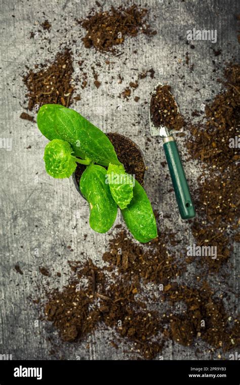 Vegetable Propagation And Replanting Seedling Concept With Flowerpots