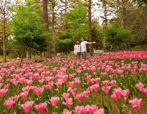 HALLIM PARK IN JEJU ULTIMATE GUIDE