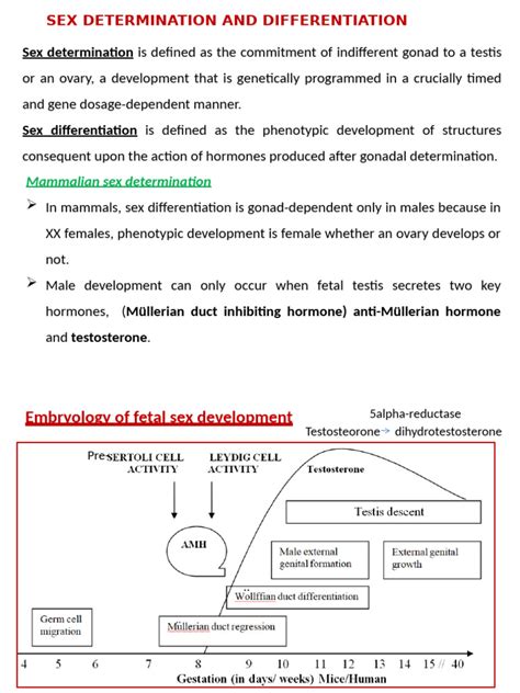 Sex Determination Ppt 17 8 2021 Pdf Gene Expression Biology