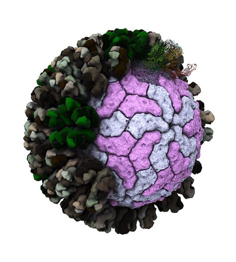 Rotavirus Particle Artwork Photograph By Ramon Andrade Dciencia