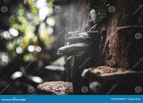 Mushroon Growing On A Tree Trunk On A Tree In The Dark Nature And