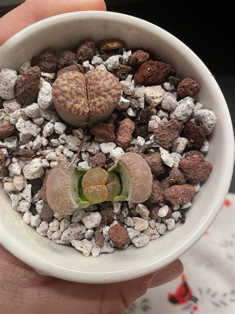 I Accidentily Over Watered My Lithops It Was Wrinkly And Thought It Needed Watering After I