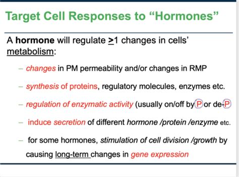 Endocrine Flashcards Quizlet