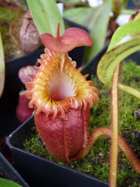 A Guide To Nepenthes Villosa Cultivation Terraforums Venus Flytrap