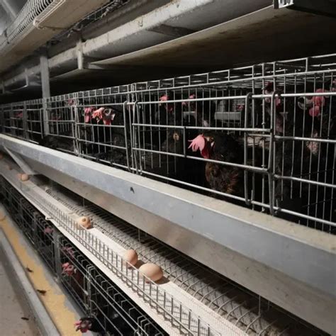 Efficient Poultry Farm Raising Equipment H Frame Galvanized Steel Layer