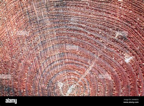 Tree Trunk Texture And Moss Texture In Forest Stock Photo Alamy