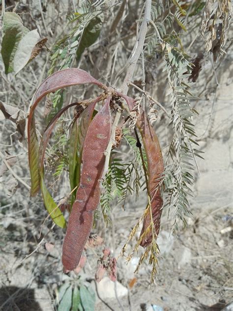 Lysiloma Acapulcense From Lomas De Enmedio Puerto Vallarta Jal
