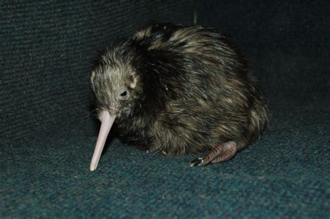 Kiwi Bird X Ray At Scarlett Foy Blog
