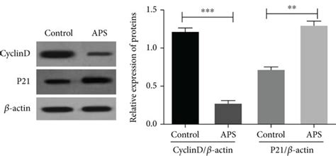 Aps Inhibited Viability And Proliferation Of Panc 1 Cells A Cck 8