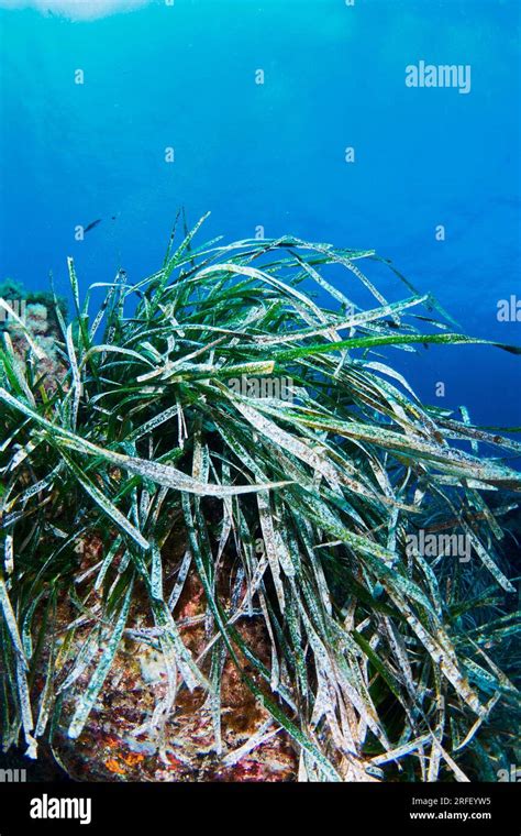 Neptune Seagrass Posidonia Oceanica Underwater With Natural Sunlight In
