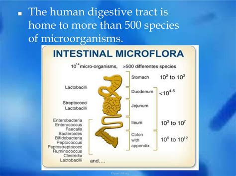 Ppt Clostridium Difficile Powerpoint Presentation Free Download Id