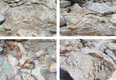 Field Photographs Of Facies 2 In Katri Biostrome Upper Ludlow