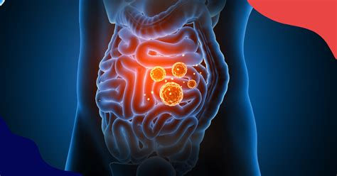 The Role Of Microbiomes How Gut Health Influences Male Sexual
