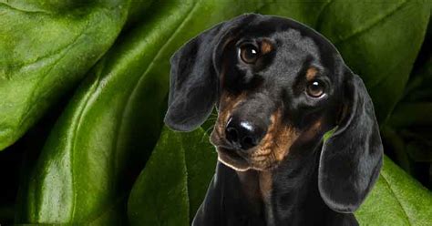Can Dogs Eat Spinach Dogs Naturally