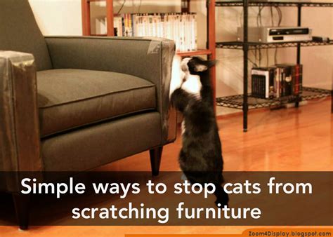 Ways Stop Cats From Scratching Furniture
