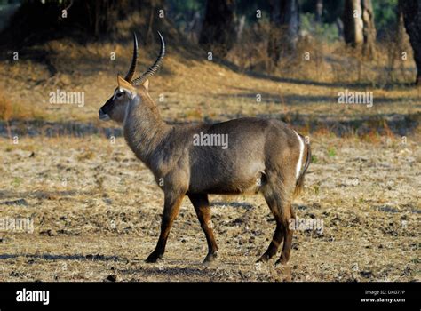 Male Waterbuck In Faidherbia Albida Woodlands Mana Pools Zimbabwe
