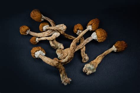 Magic Mushrooms Archives North Carolina Medical Society