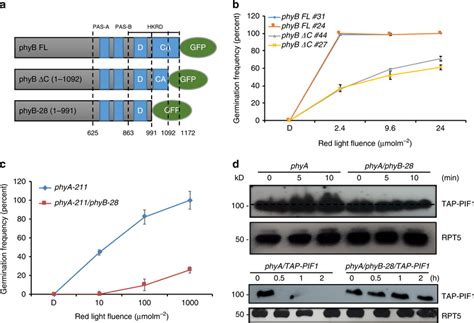 Direct Interaction Between Phyb And Spa1 Is Necessary For Phyb Mediated