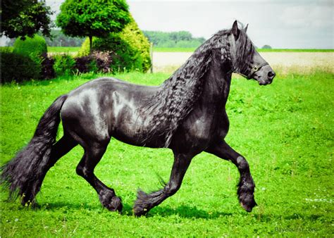 24 Black Horse Breeds You Will Love With Images