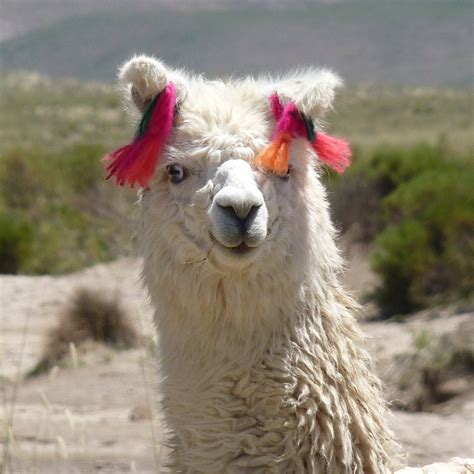 Home Doobie Lama