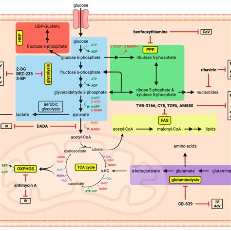 Schematic Diagram Of The Main Metabolic Pathways And Signaling Pathways