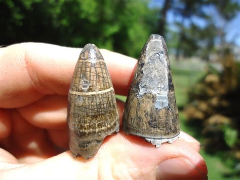 Two Super Colorful Alligator Teeth Recently Sold Fossils