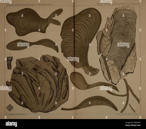 Complex Structure Displays Layered Hi Res Stock Photography And Images