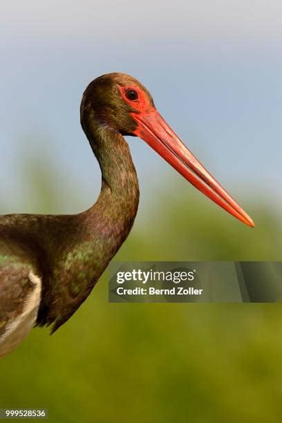 Stork Head Photos And Premium High Res Pictures Getty Images