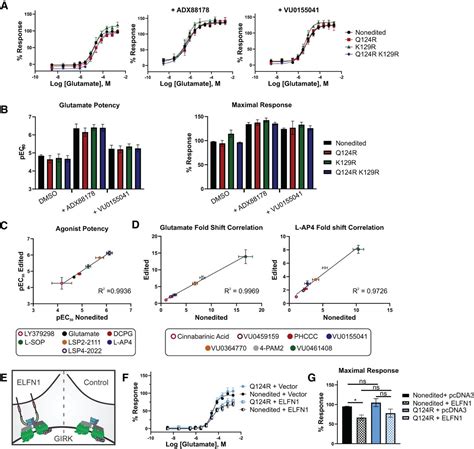 Regulation And Functional Consequences Of Mglu4 Rna Editing