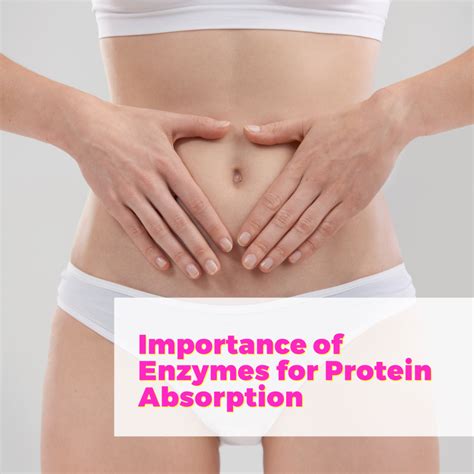 Importance Of Enzymes For Protein Absorption With Wade Lightheart At