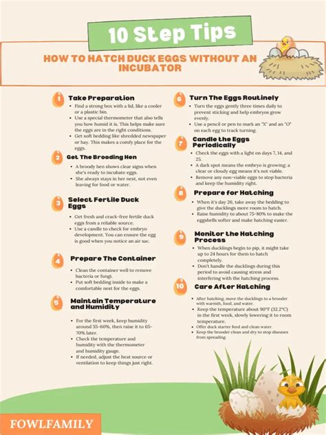 How To Hatch Duck Eggs Without An Incubator 10 Easy Steps