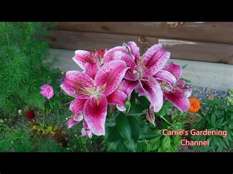 Stargazer Lily Garden Fasci Garden