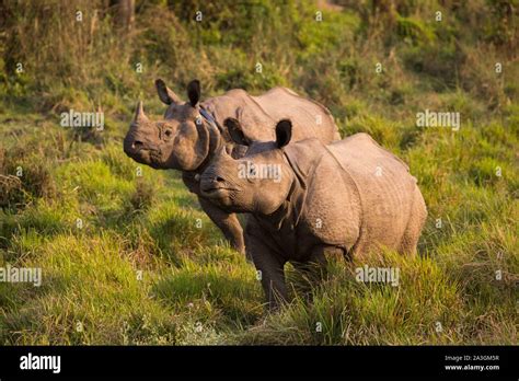 Nepal Chitwan National Park Two Greater One Horned Rhinos Rhinoceros
