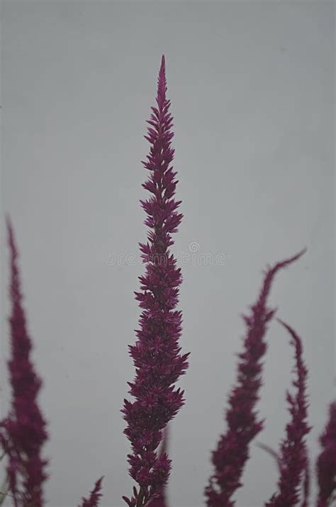 Amaranthus Hypochondriacus Flower Growing In A Garden Stock Image