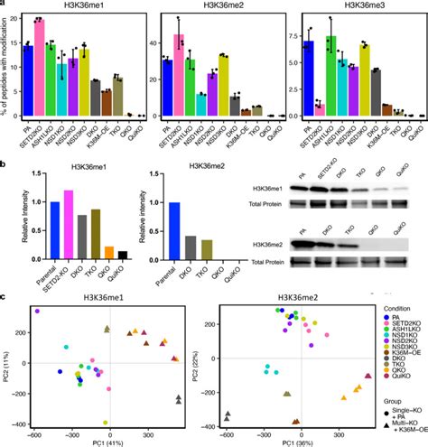 Systematic Perturbations Of Setd2 Nsd1 Nsd2 Nsd3 And Ash1l Reveal