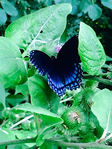 Artsy — Everyone Is Like A Butterfly They Start Out Ugly