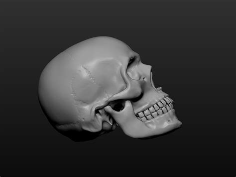 Archivo STL Cráneo Plan de impresión en 3D para descargarCults