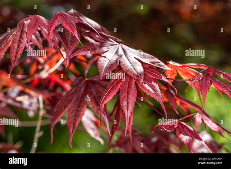 Japanese Maple Red Emperor Acer Palmatum Sale Discontinued Cefocca
