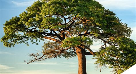 New Tree Preservation Order Have Your Say Canterbury Bankstown