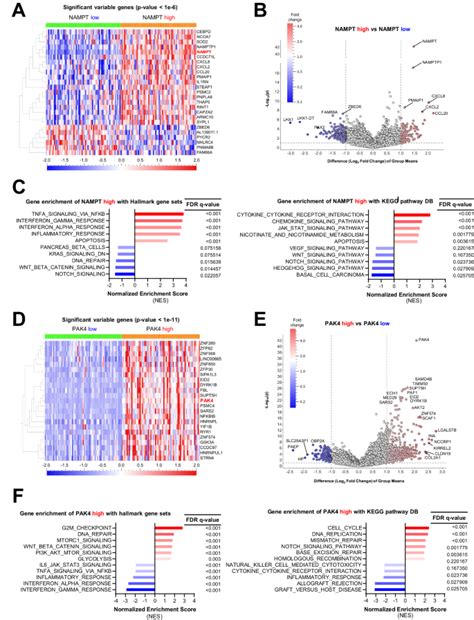Dual Inhibition Of Nampt And Pak4 Induces Anti Tumor Effects In 3d