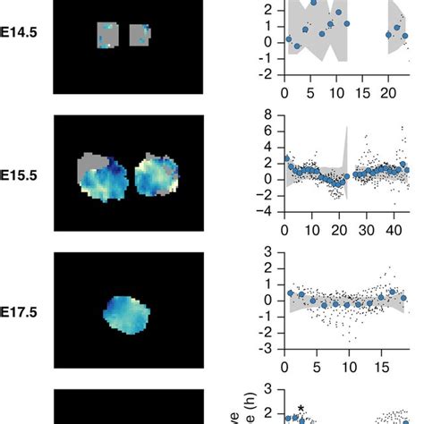 The Phase Wave Of Per2 Expression In The Scn Appeared Only After Birth Download Scientific
